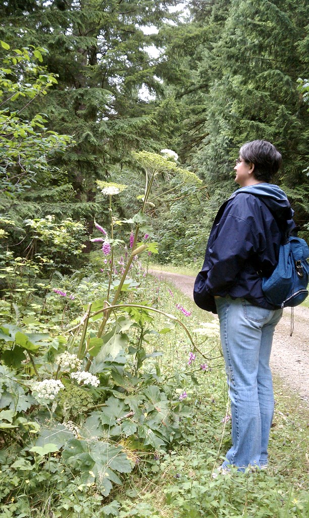 cow-parsnip-by-hiker-07222012-SShaw – Noxious Weeds Blog