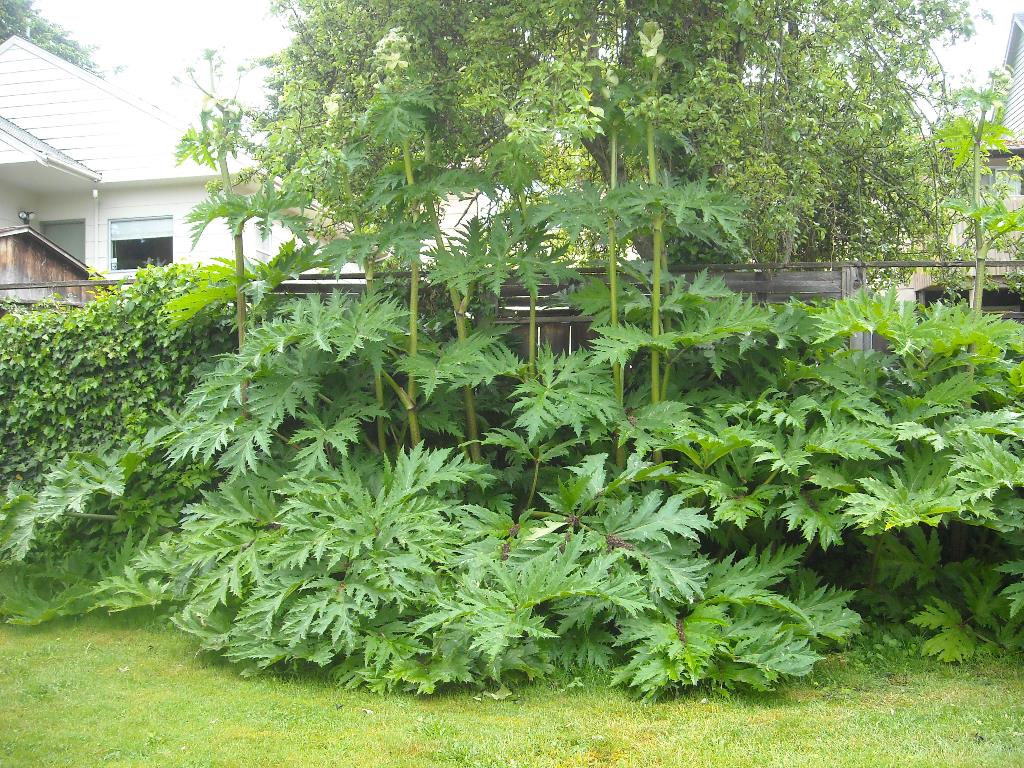 giant-hogweed-Seattle-yard-KPeterson – Noxious Weeds Blog