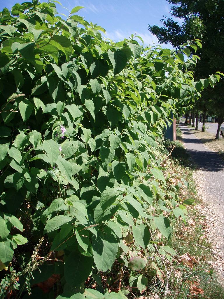 Help, my knotweed is a mile high and I don’t know what to do! – Noxious ...
