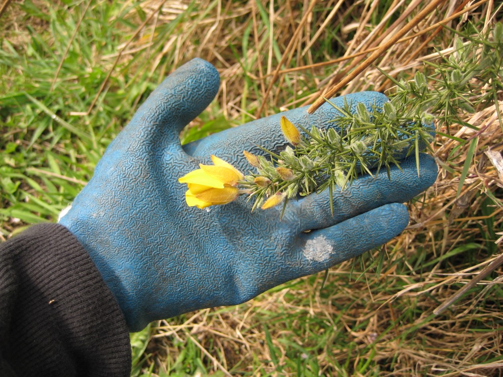 Gorse – March 2017 Weed of the Month – Noxious Weeds Blog