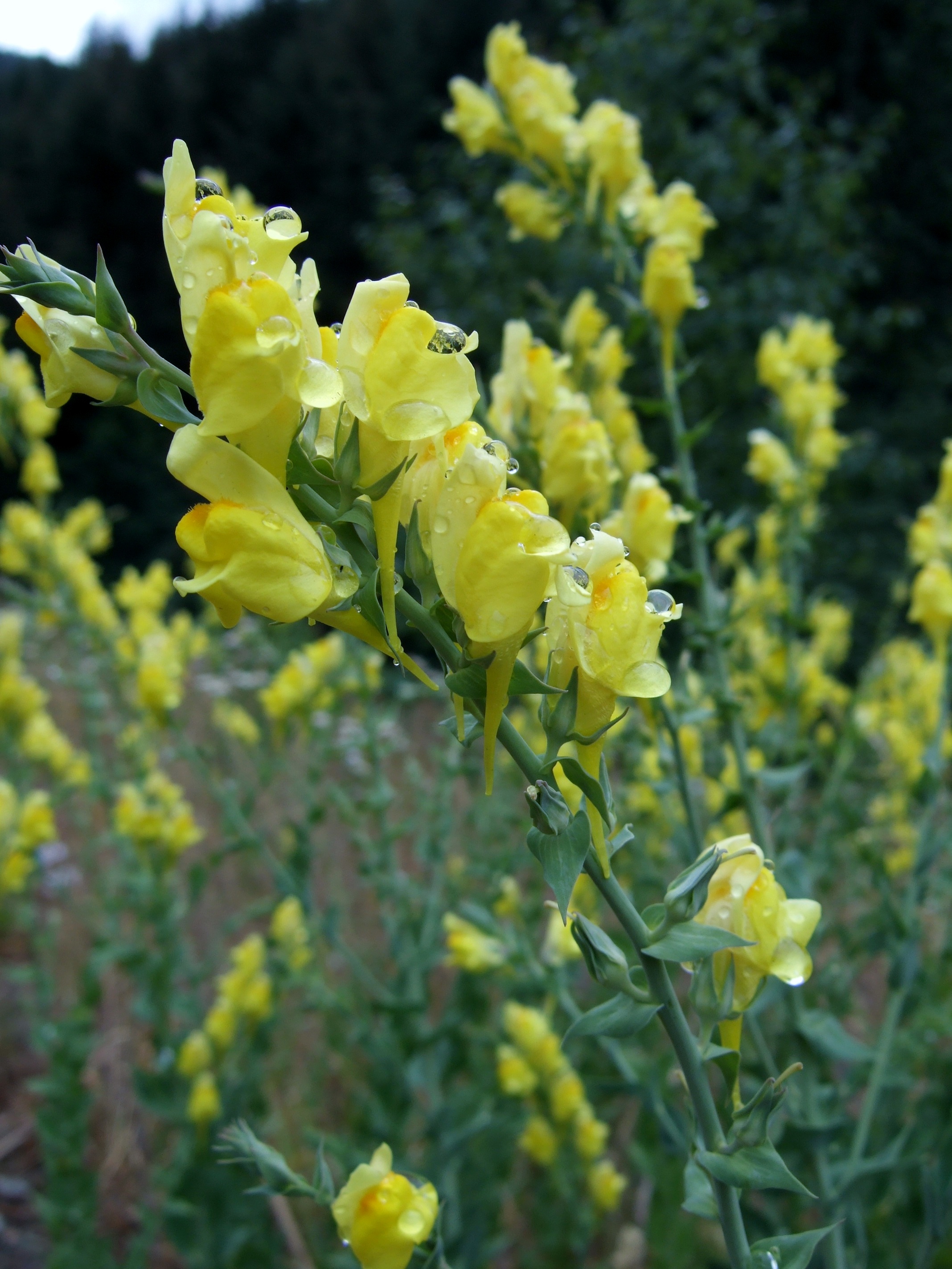 dalmatian toadflax_flowers – Noxious Weeds Blog