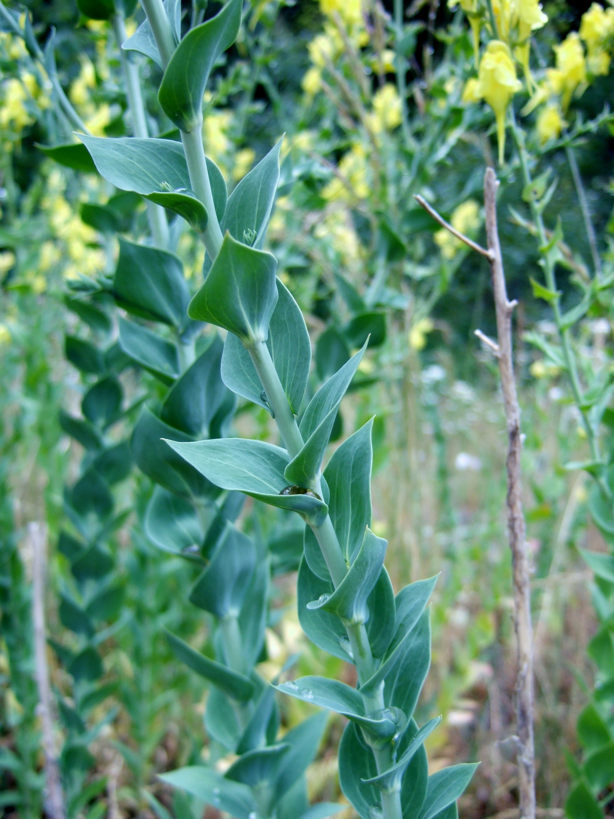 dalmatian toadflax_leaves – Noxious Weeds Blog