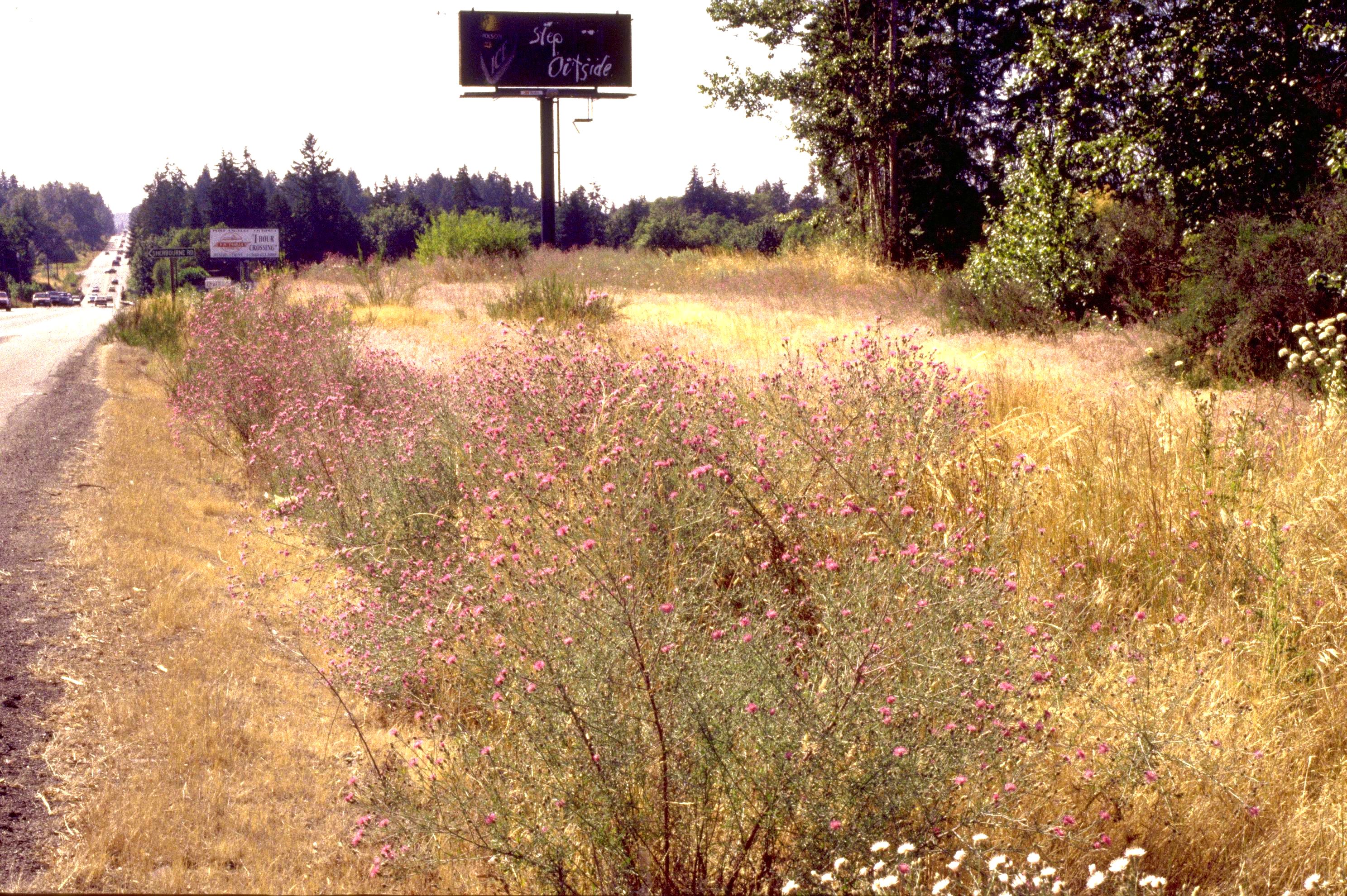 spotted-knapweed-roadside-infestation – Noxious Weeds Blog