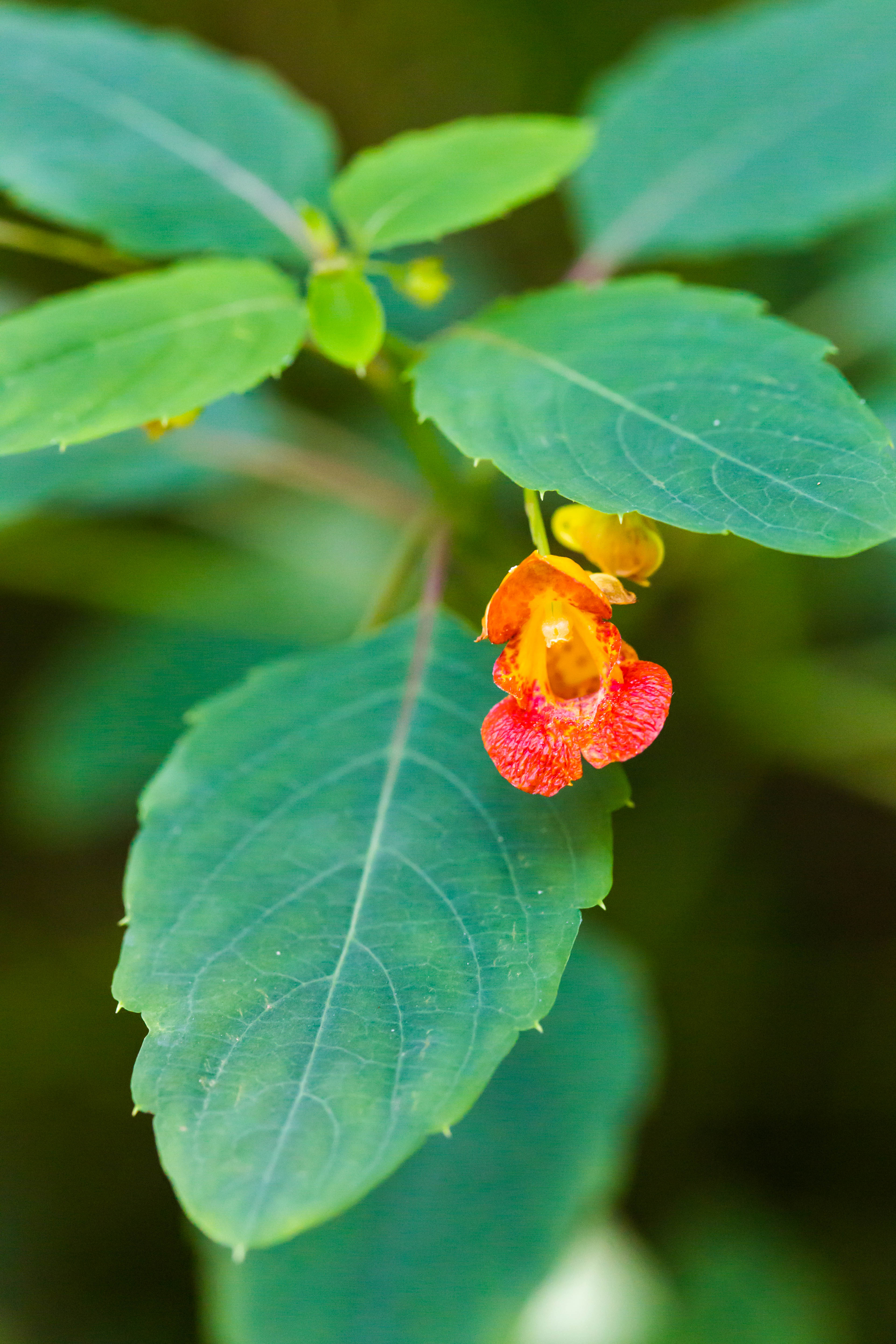 spotted jewelweed_CC_1 – Noxious Weeds Blog