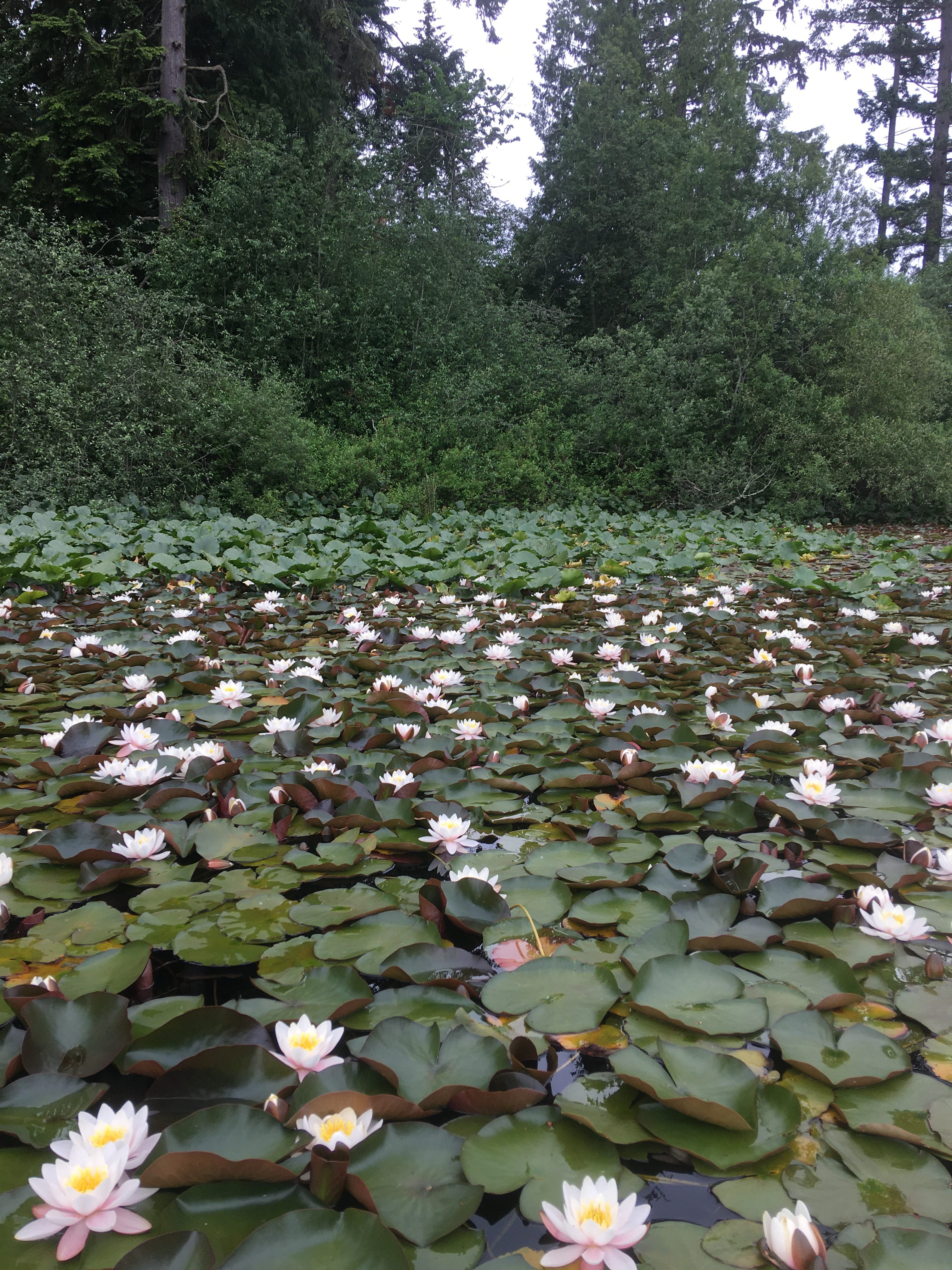 fragrant-water-lily-foreground-native-plants-by-shore-Panther-Lake ...