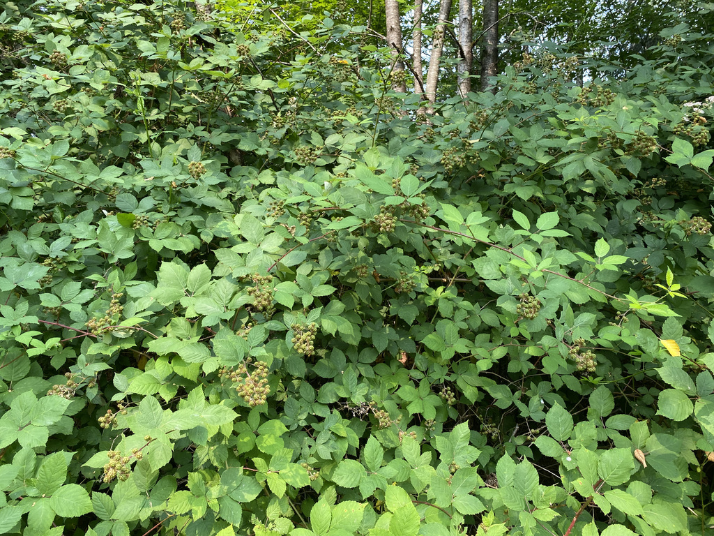 Fall Weed Management