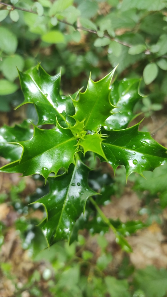 Fall Weed Management