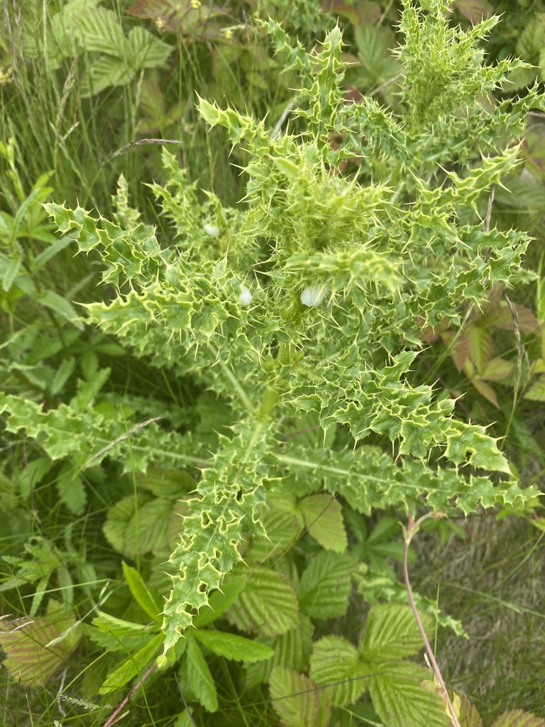 Fall Weed Management