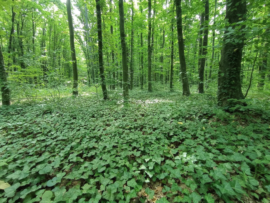 Fall Weed Management